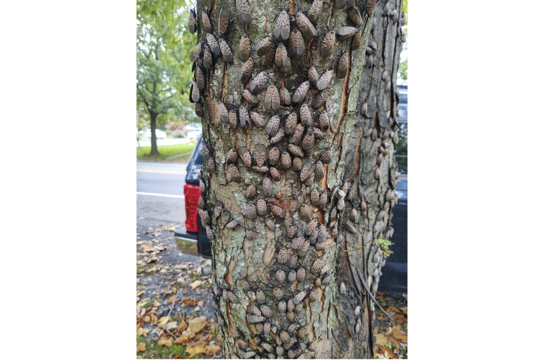 See it? Squish it! Fighting the invasive spotted lanternfly | News ...